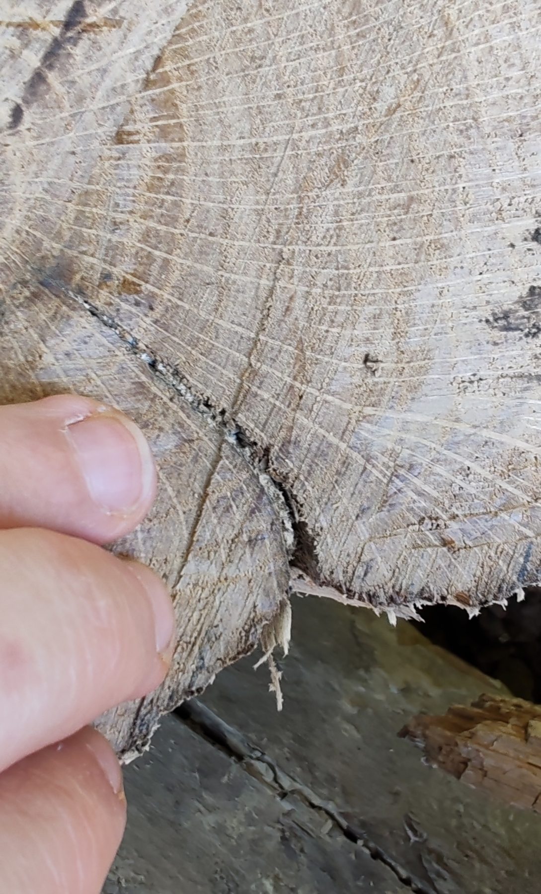 Un proiect simbol pentru comunitatea locală - PropatrimonioPropatrimonio